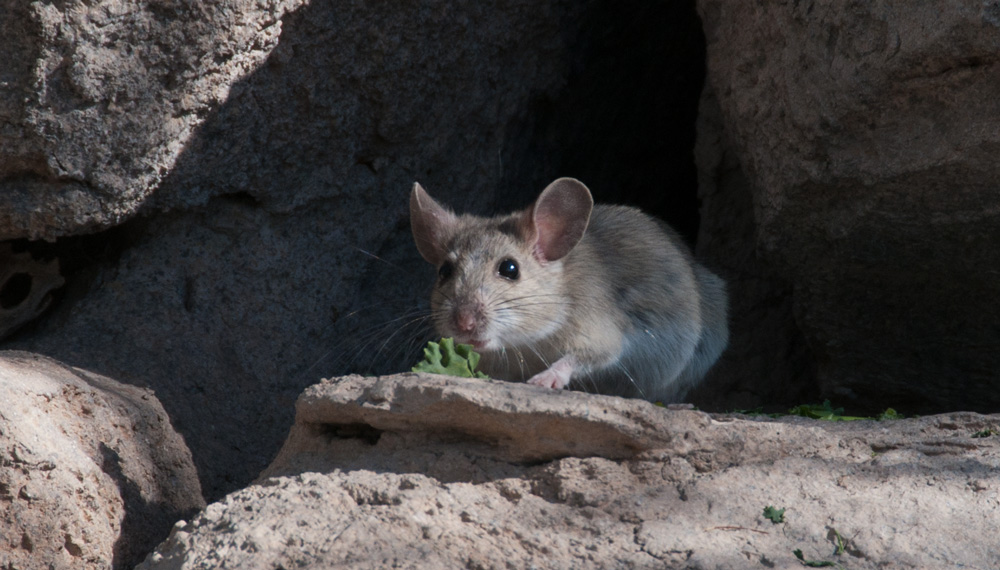 Follow The Sykes Birds: Free Flight