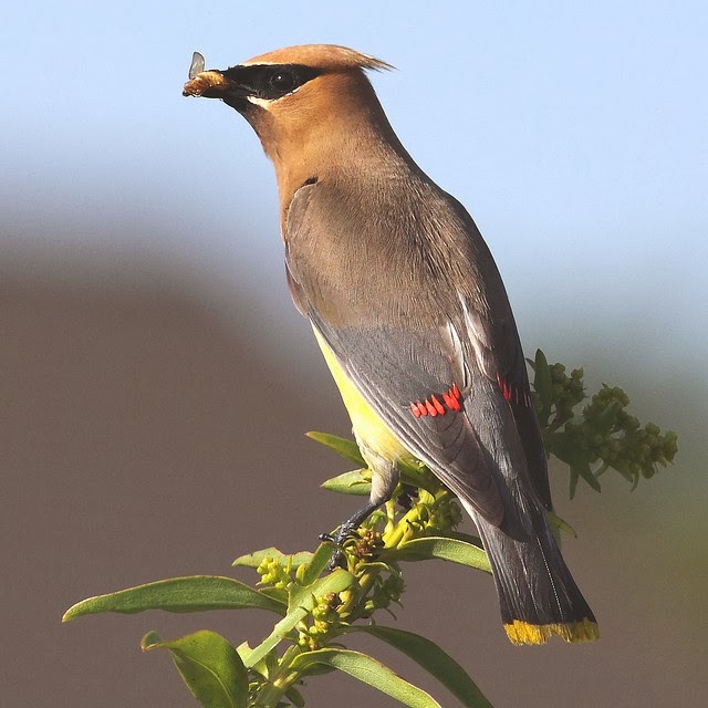 From The Jardin Encantado: The Cedar Waxwings Are Here!