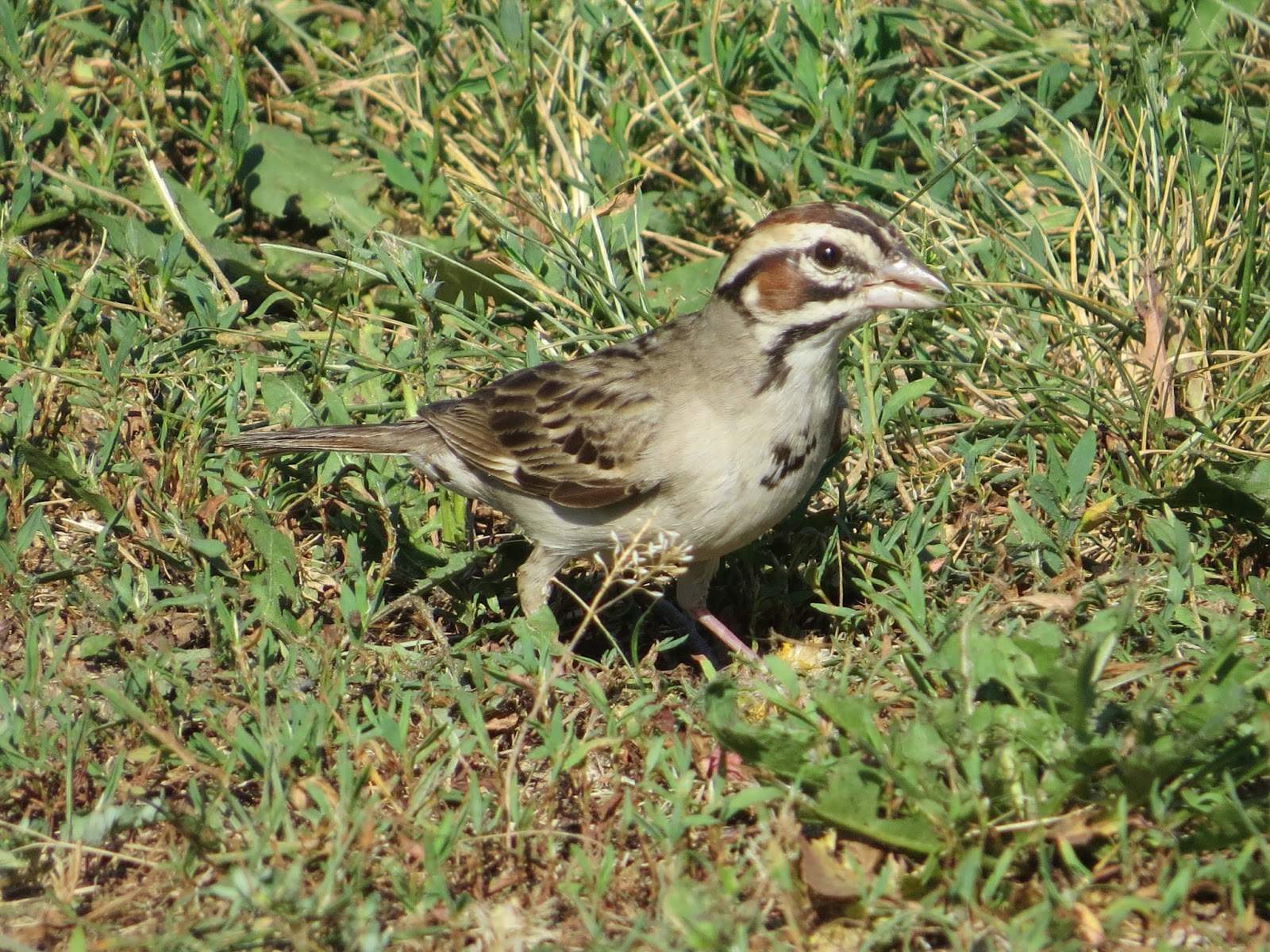 Birding Is Fun!: Birds of the Prairie - A Photo Essay