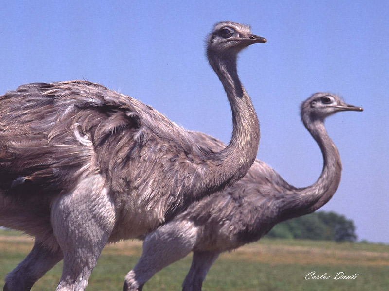 AVES SALADILLO: ÑANDÚ (Rhea americana)
