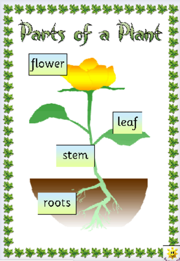 Easy Peasy Teaching 1st grade: Plants