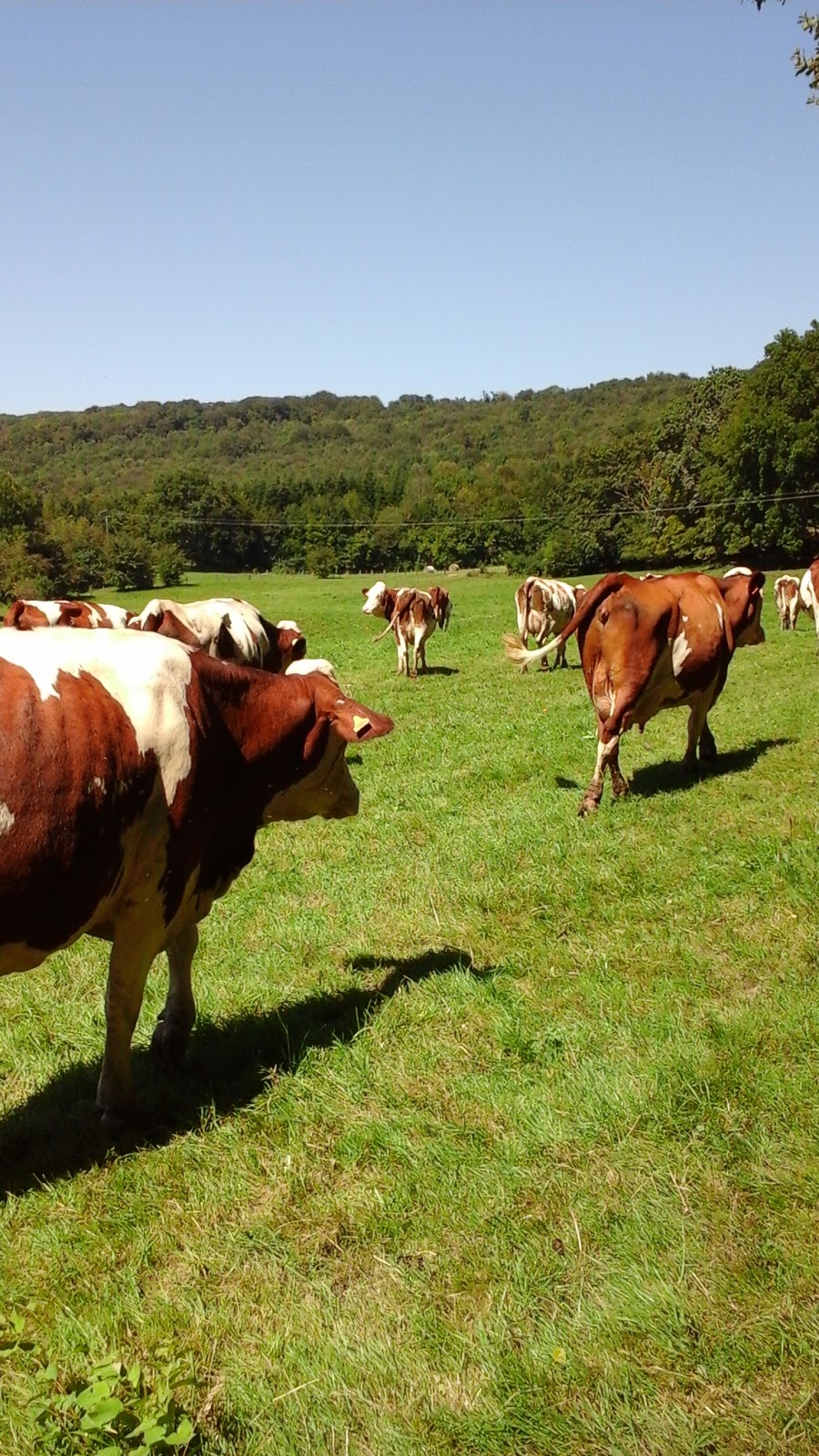Living A Rural Life: I want to be a dairy farmer in France........