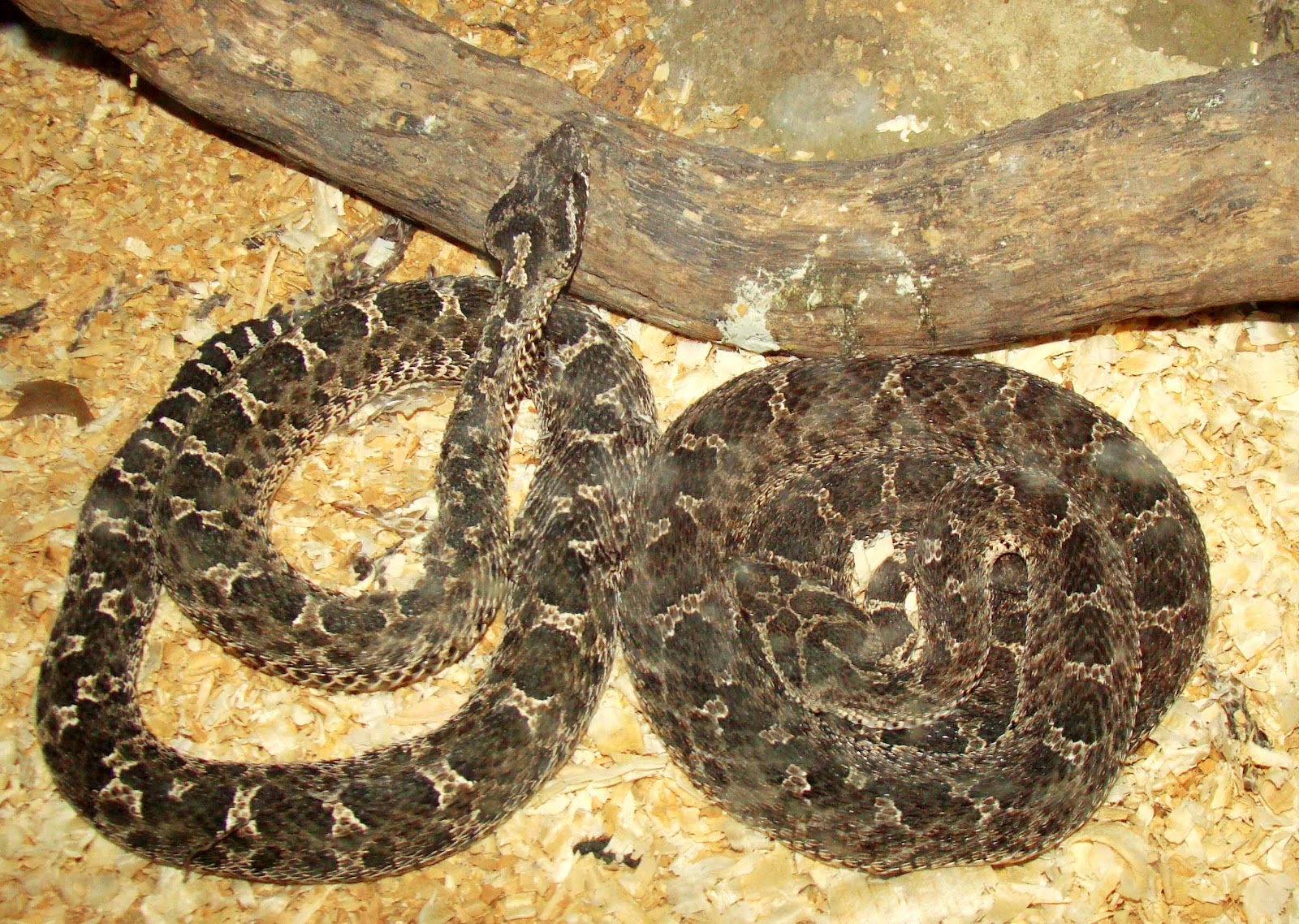 Herpetozona: Fichas de Reptiles