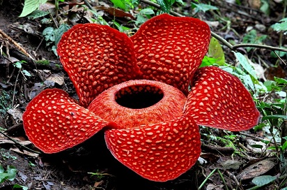 Mengenal Lebih Jauh si Padma Raksasa, Bunga Raflesia Berasal Dari Bengkulu