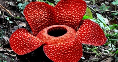 Mengenal Lebih Jauh si Padma Raksasa, Bunga Raflesia Berasal Dari Bengkulu