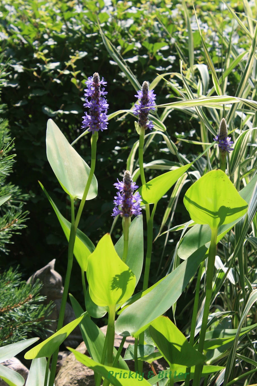 Prickly and Bitter: Is the population of pickerelweed in a pickle?