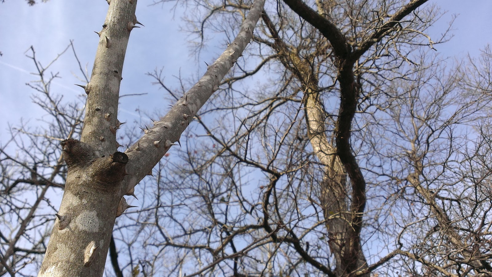 Nature Photography and Facts : Southern Prickly Ash