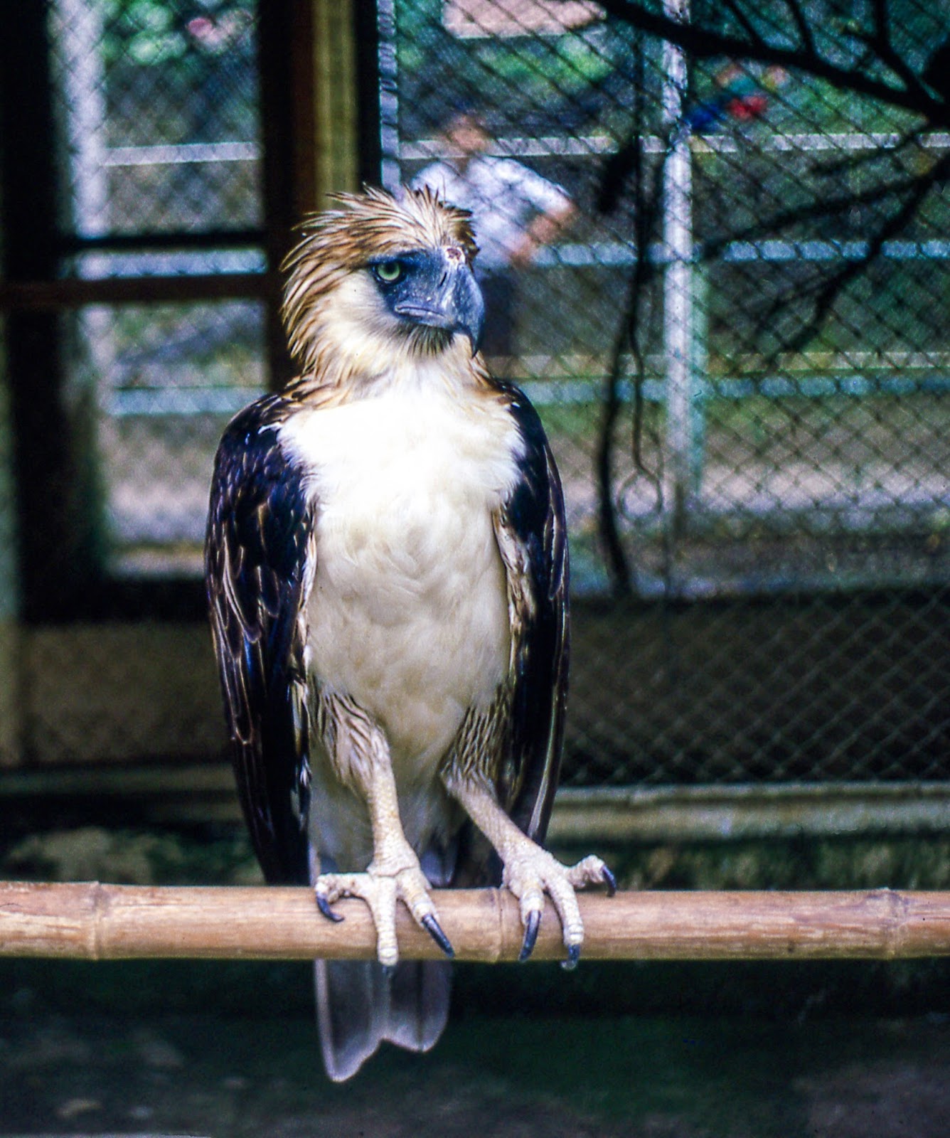 Zoology Jottings: Philippine Eagles, Philippine Monkeys, the President ...