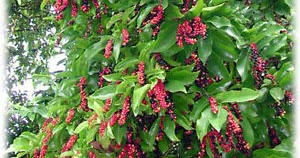 BERAGAM MANFAAT DAN KEGUNAAN: KANDUNGAN DAN MANFAAT BUAH BUNI ...