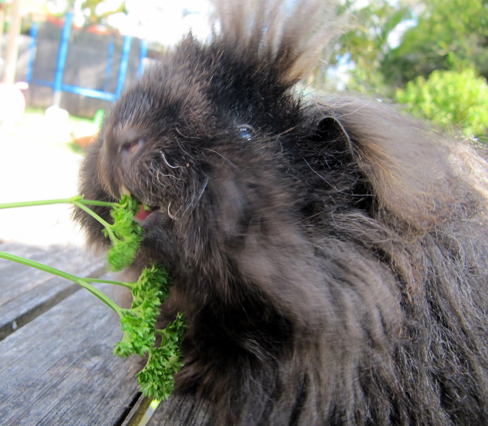 All Things Guinea Pig: Yeti the alpaca
