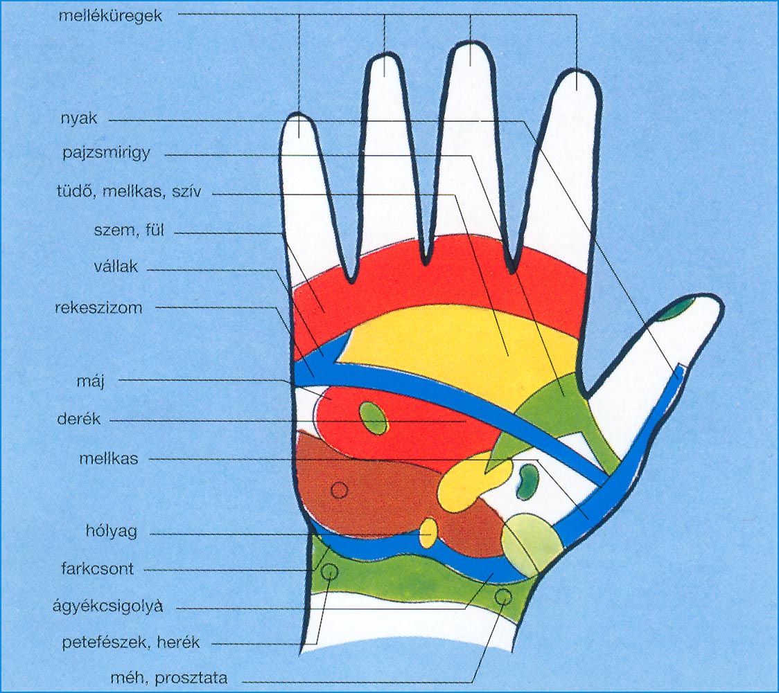 Természetes egészség : Reflexológia