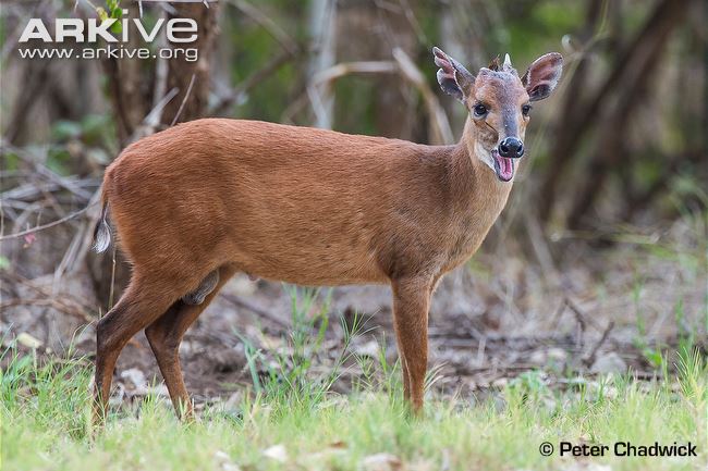 Mamíferos y marsupiales mammals of the earth: Duiker de Natal ...