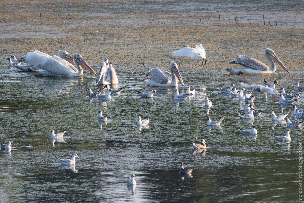 Păsări din Moldova: #173. Pelicanul creț