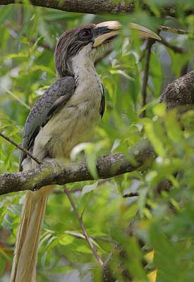 Sri Lankan Endemic Birds: Alu Kadatta - The Ceylon Grey Hornbill ...