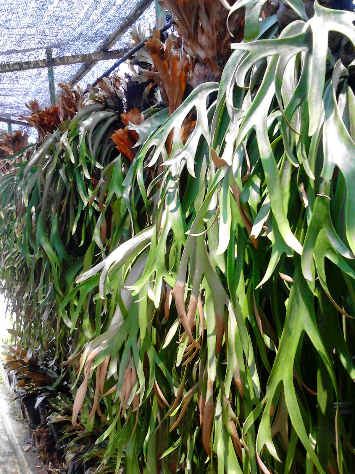 29+ Bunga Anggrek Tanduk Rusa - Gambar Bunga Indah