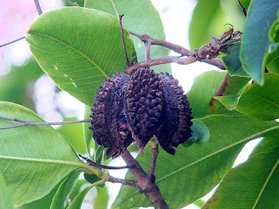 Friends of Drouin's Trees: Cape Chestnut