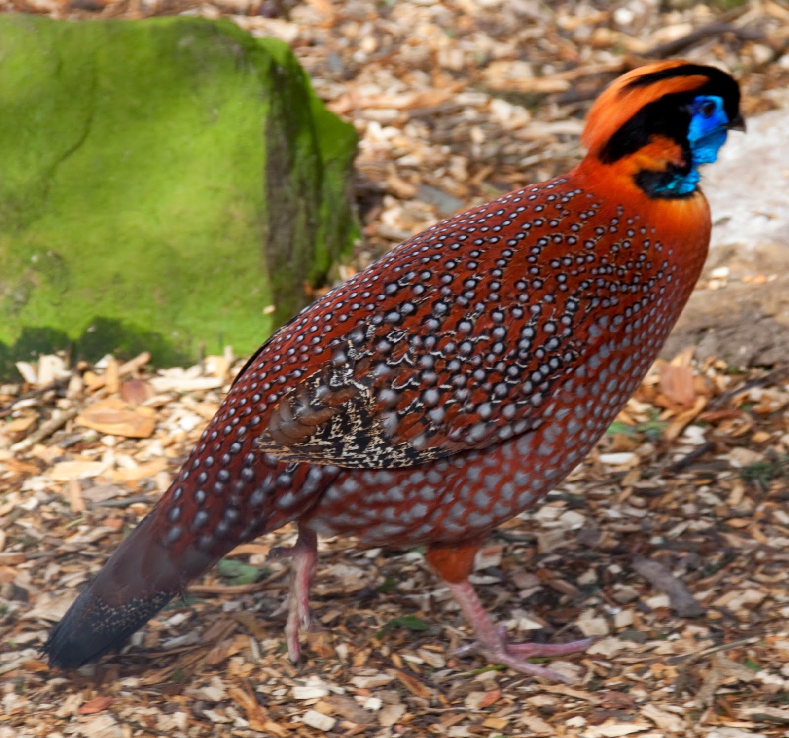TRAGOPAN TEMMINCKII BIRD photos - wallpapers | the fun bank