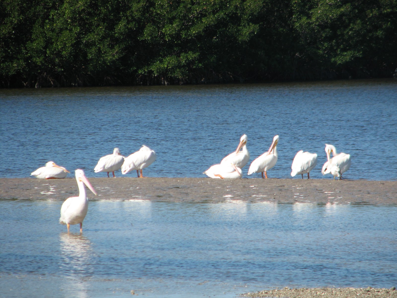 troutbirder: Ding Darling National Wildlife Refuge
