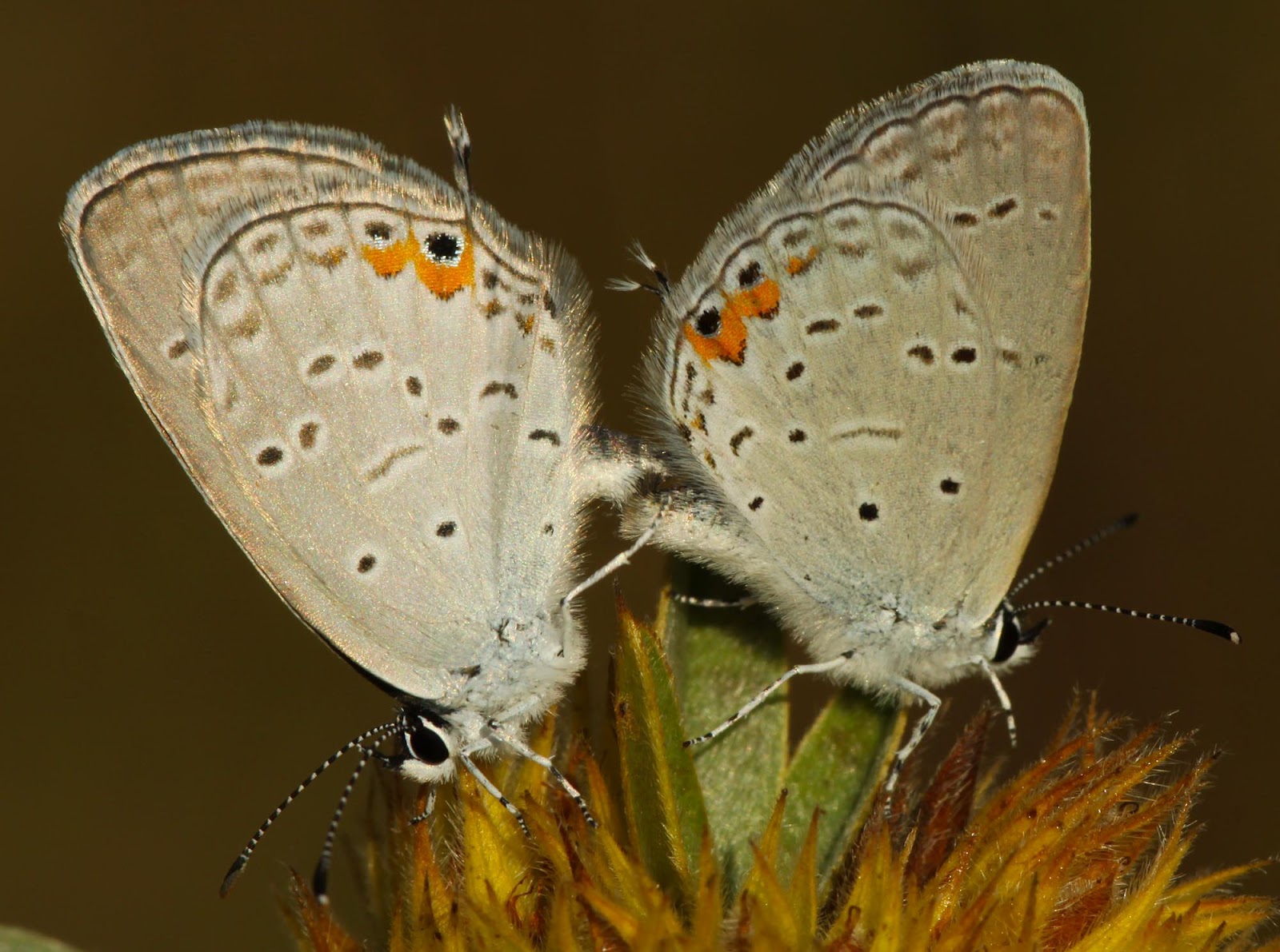 All of Nature: Eastern Tailed Blue-A Tiny Butterfly