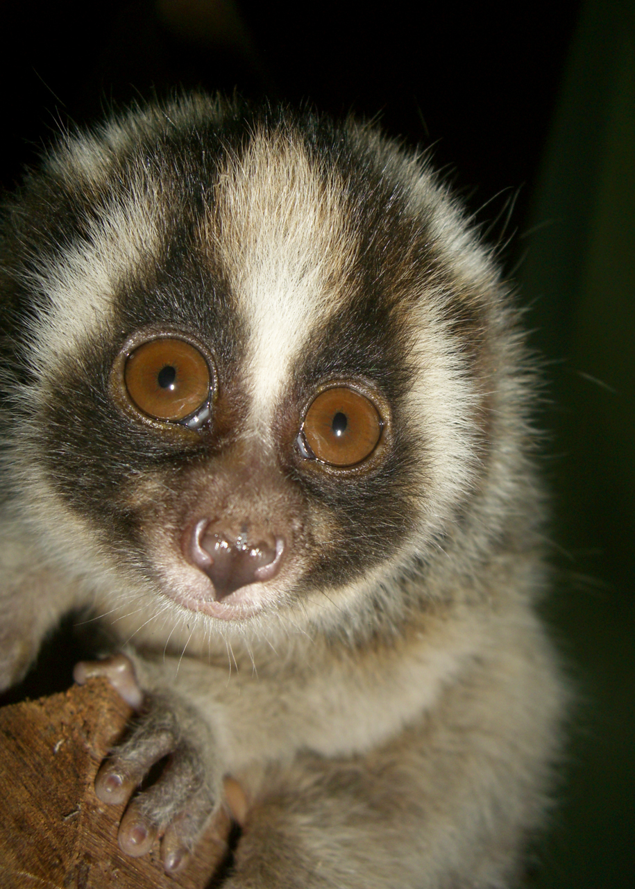 Cuscus: Javanese Kukang