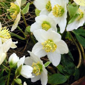 IL GIARDINO SFUMATO: ELLEBORO....ROSA DI NATALE