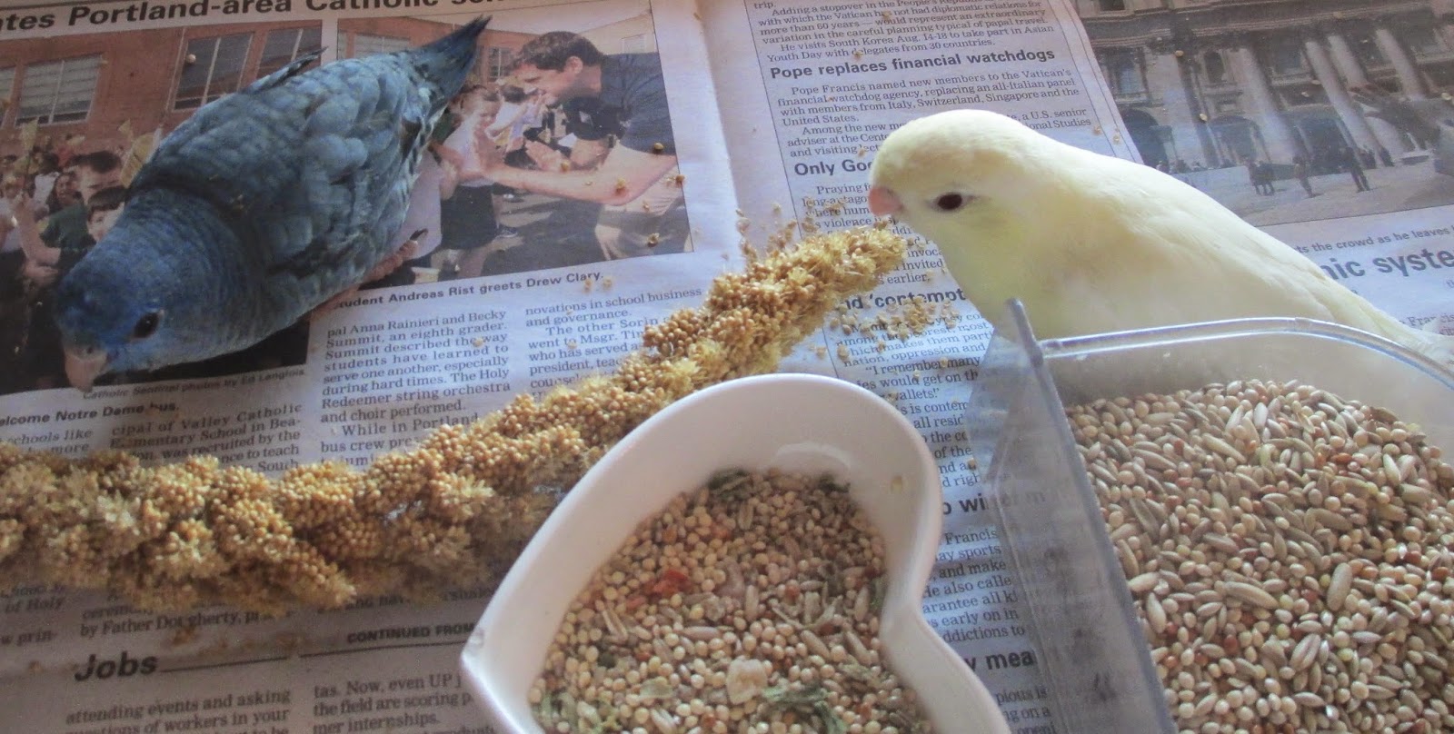 The Splendid Bourke Bird Blog: Lineolated Parakeets, Two Youngsters ...