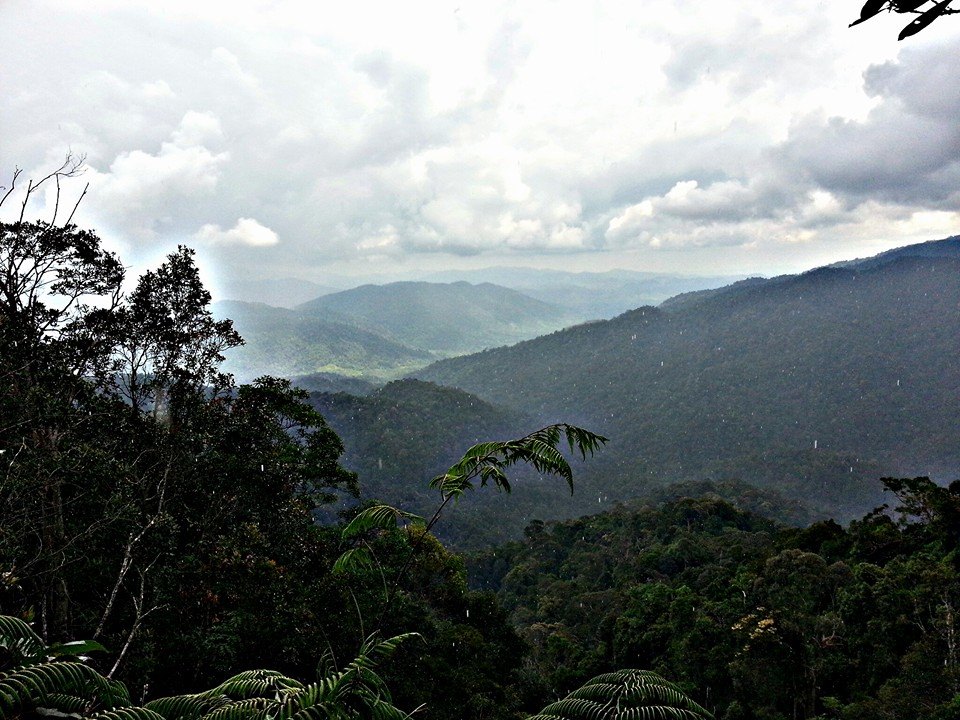 Ciri - Ciri Hutan Gunung di Malaysia