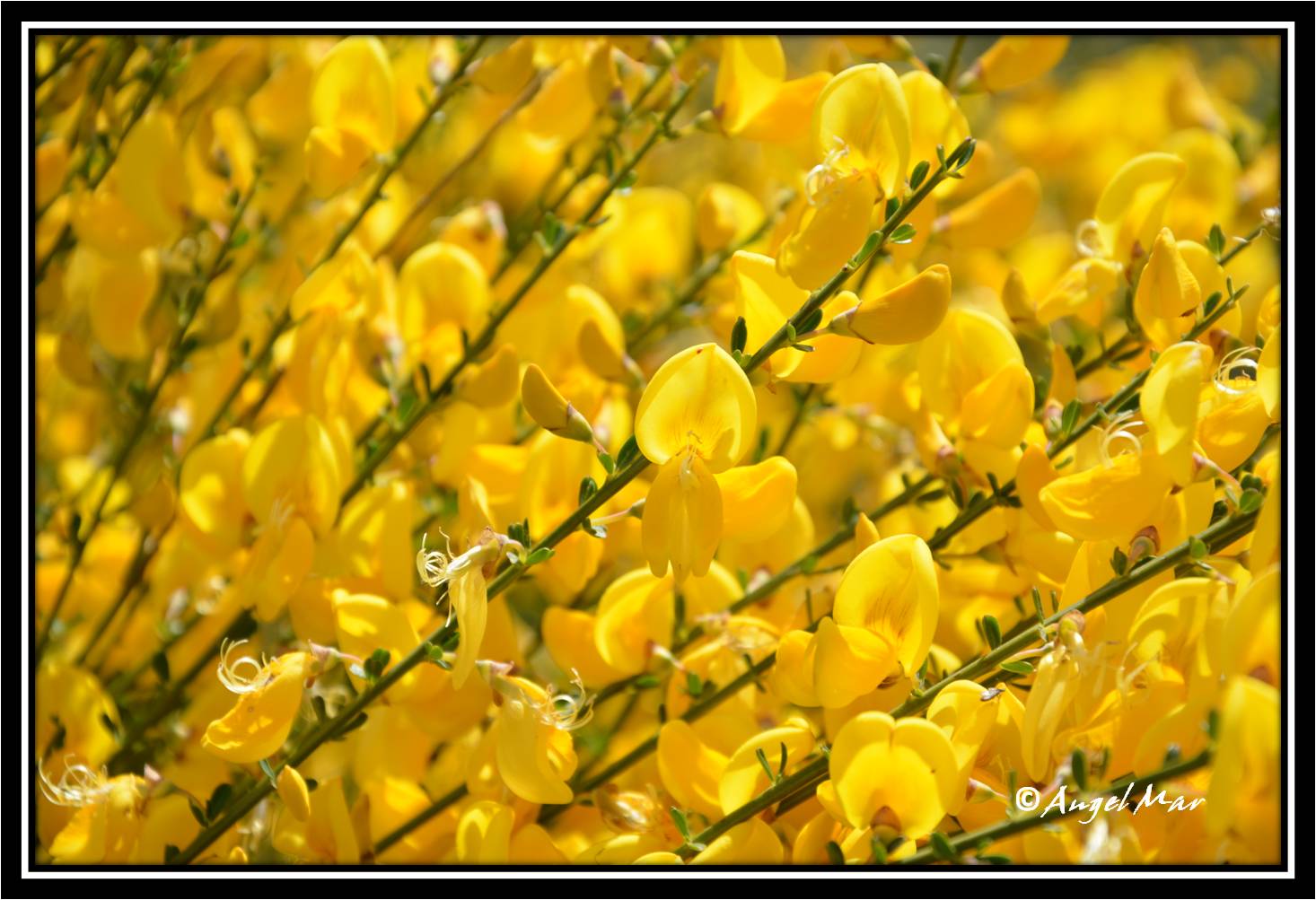 Flores y Bichos ***: Retama en flor