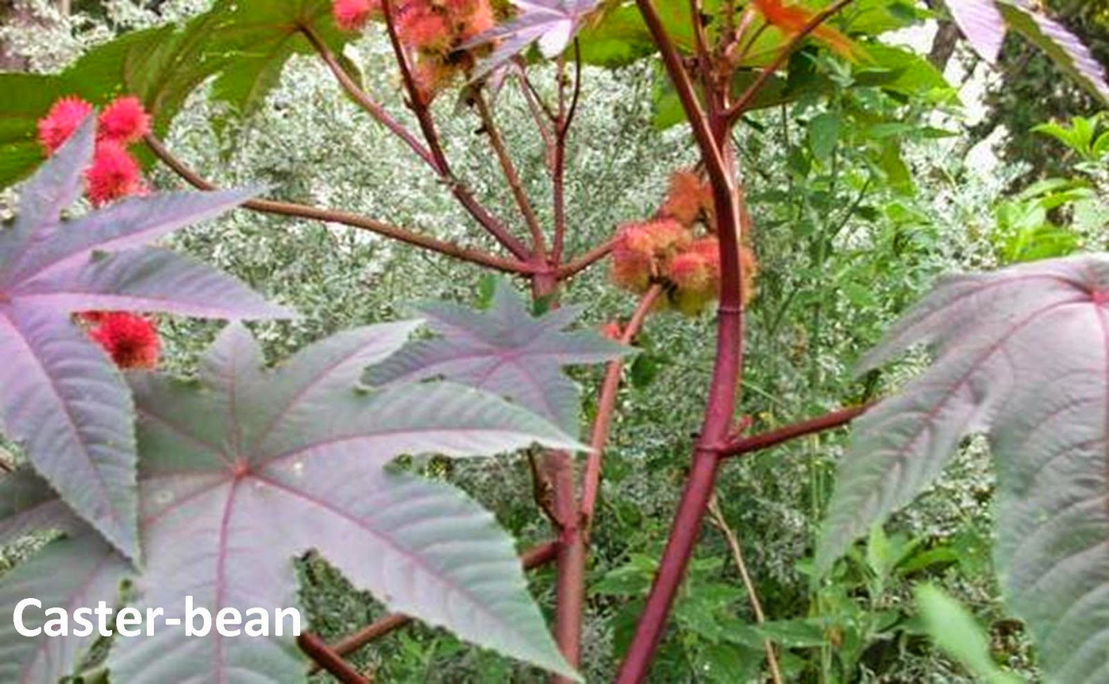 University of Florida/IFAS Charlotte County Extension: Toxic plants aplenty