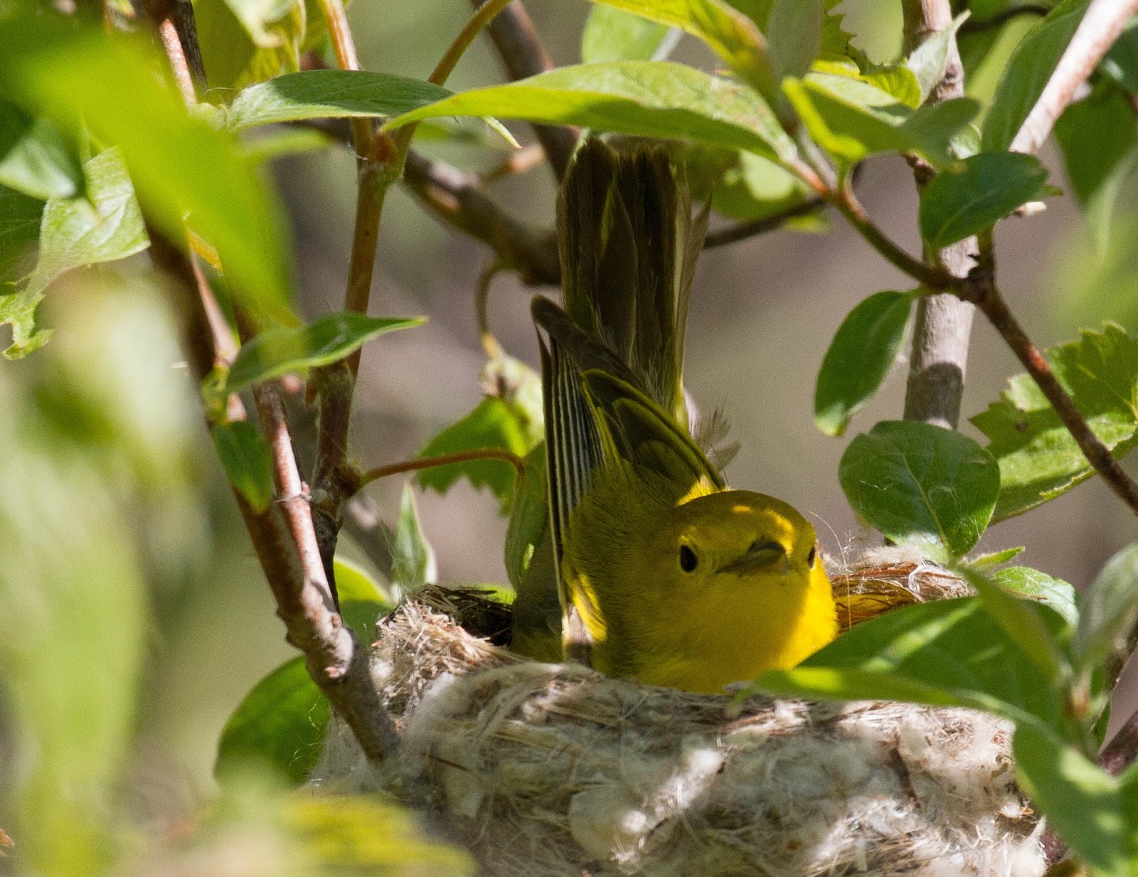 Philly Bird Nerd : May 2016
