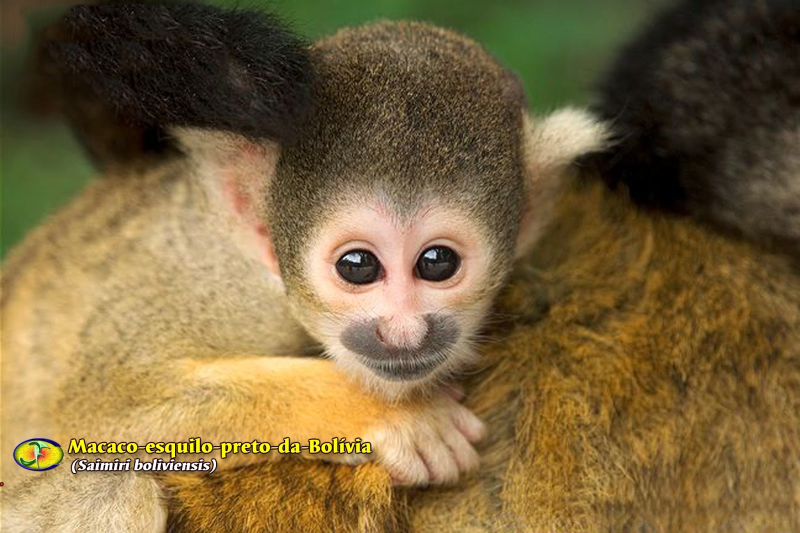 Mamíferos: Macaco-esquilo-preto-da-Bolivia (Saimiri boliviensis)
