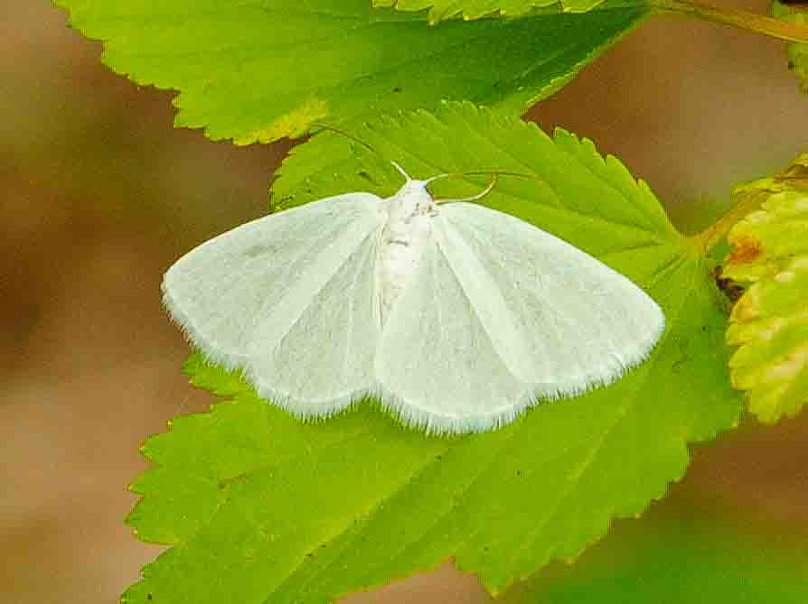 Seasons in the Valley + Furry Gnome's Adventures: Two More Butterflies ...