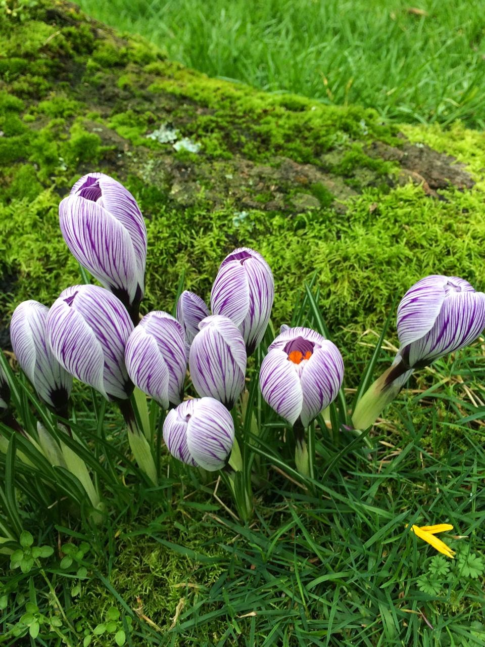 hostess of the humble bungalow: Snapshots of an emerging Spring ...