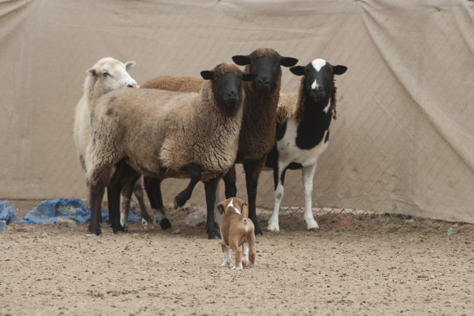 The Boxer Underground Blog: Boxer Herding Success Story
