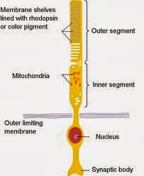 ErinBiol3500: My Favourite Tissue: The Eye