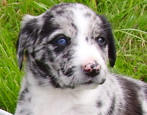 coffee with a canine: Paula Brackston & Bluebell