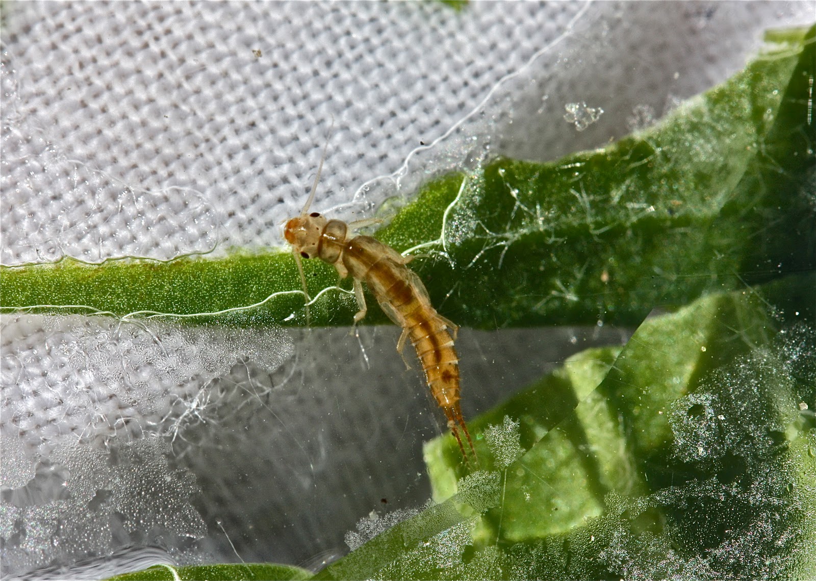 Aquatic Insects of Central Virginia: Another Stonefly Family Returns ...
