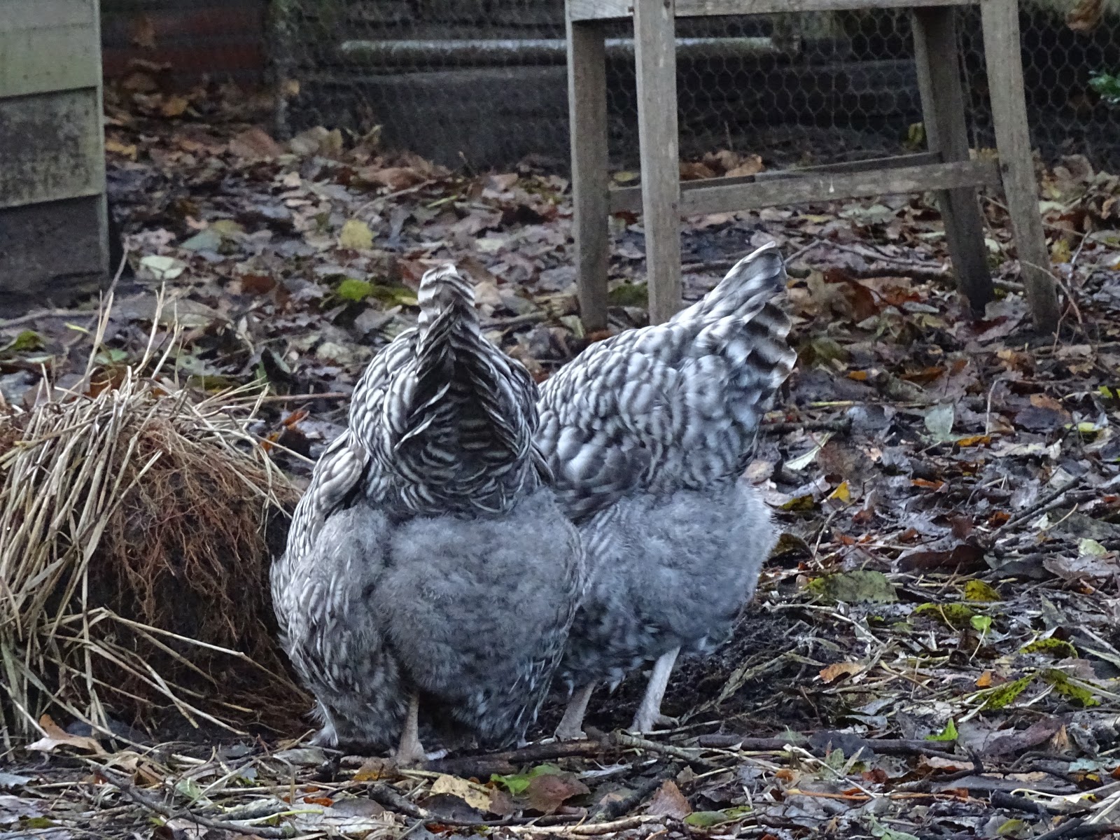 Jan Wilde een Tuin: NIEUWE KIPPEN , VOSSEN EN /OF STEENMARTERS