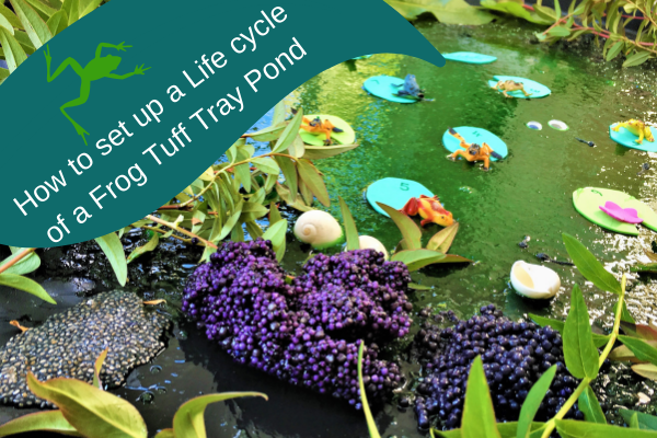 Arthurwears: How to set up a Life cycle of a Frog Tuff Tray Pond