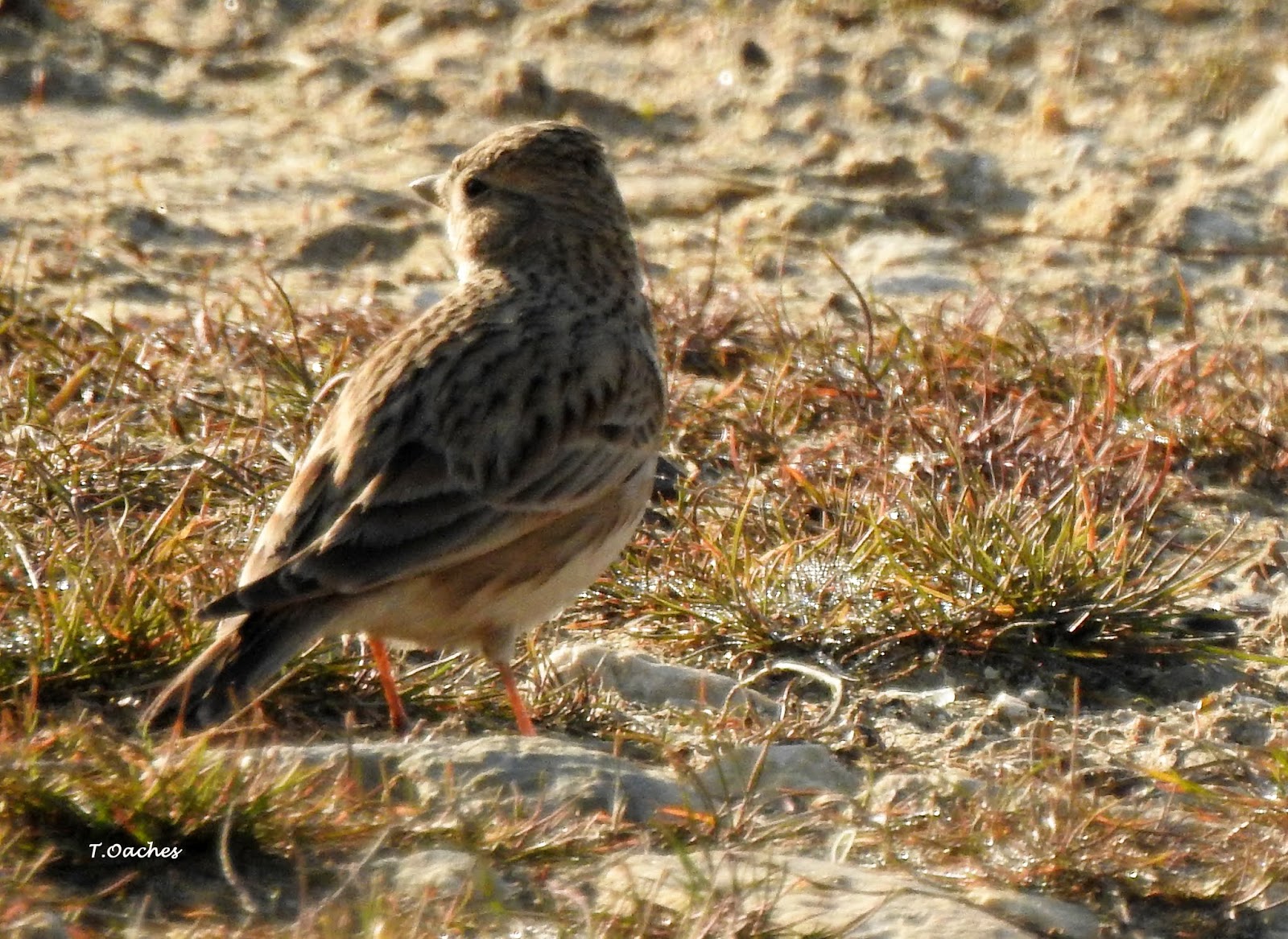 PASARI DIN ROMANIA: CIOCARLIE MICA, Calandrella rufescens