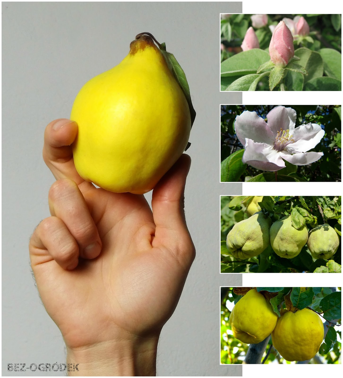 Pigwa czy pigwowiec? Podobne, a jednak różne | BEZ OGRÓDEK | blog ...