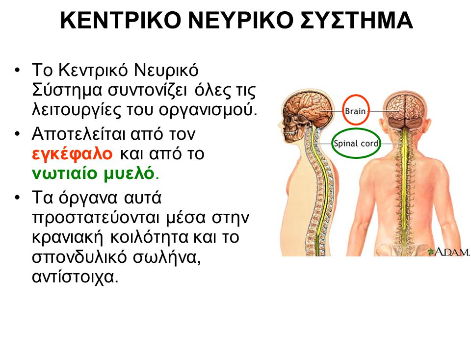 ΦΙΛΟΣΟΦΙΑ ΚΑΙ ΕΡΕΥΝΑ: ΘΕΩΡΗΜΑ Α' : ΓΙΑ ΤΟ ΦΙΔΙ ΜΕΣΑ ΜΑΣ