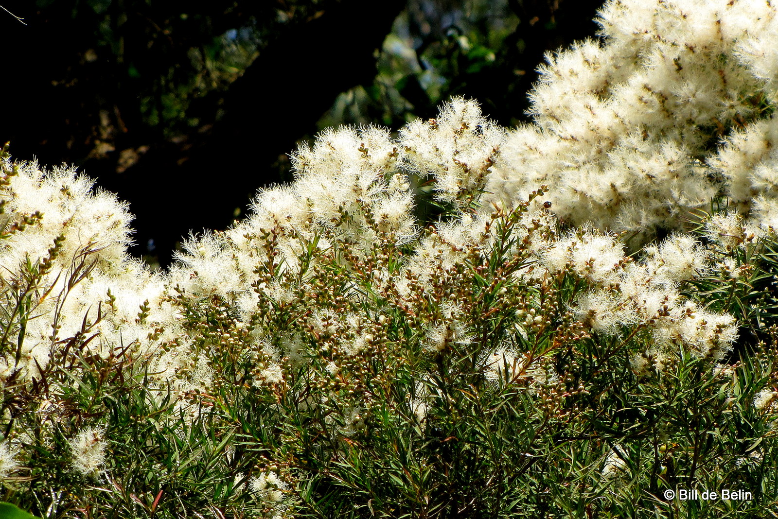 Sydney's Wildflowers and Native Plants: Melaleuca linariifolia - Flax ...