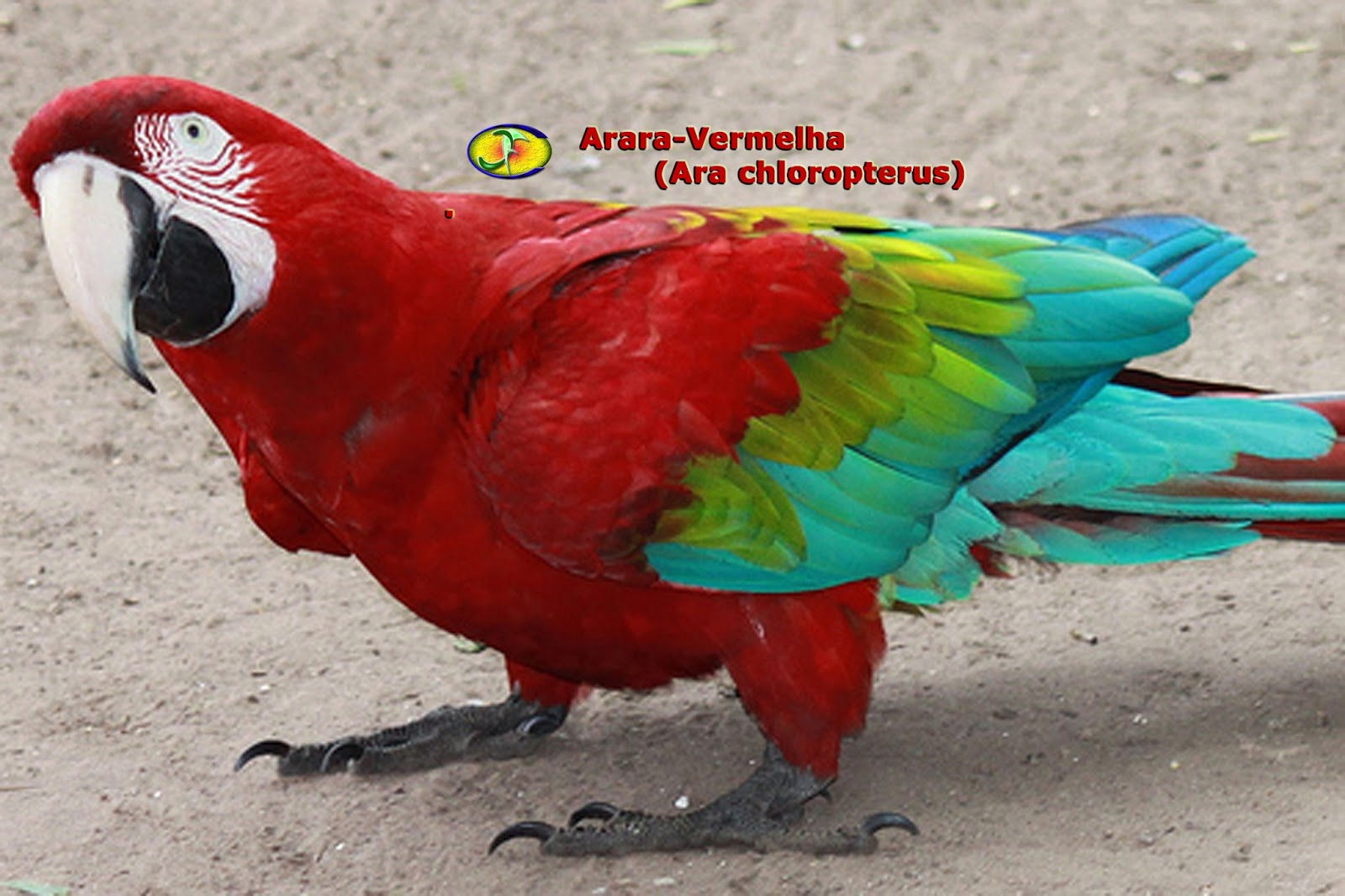 ORNITOLOGIA: Arara-vermelha (Ara chloropterus)