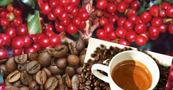 - TIMOR AGORA: Timor-Leste exporta mais de 300 toneladas do café para o ...