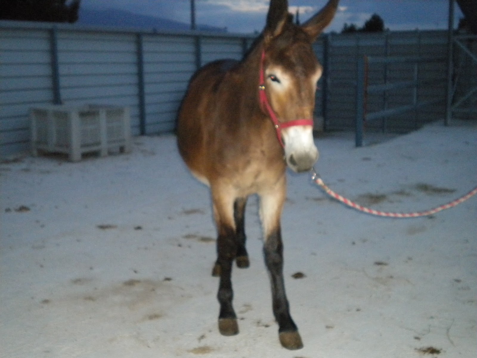 MULAS EN MURCIA: MULA GUAPA
