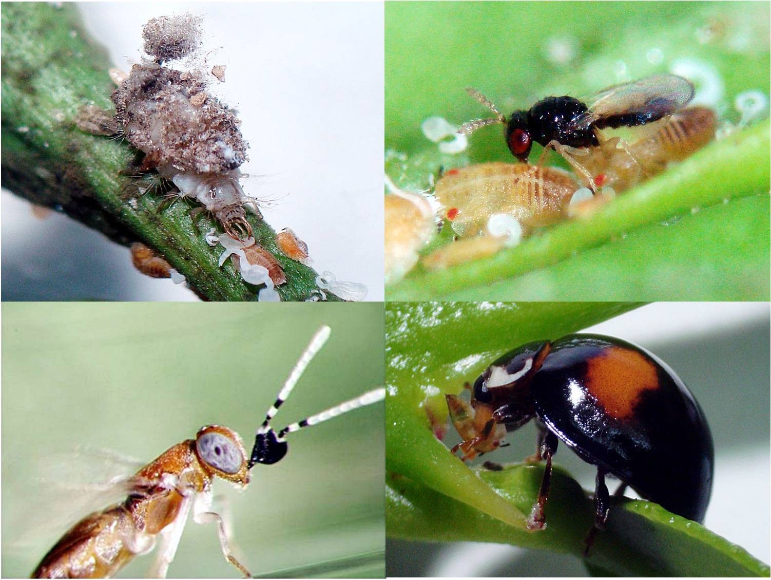 Earth Shattering Gardening: California Scientists Release Citrus ...