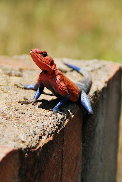 jom lepak2...jap...: baju spaiderman = baju cicak kobeng..