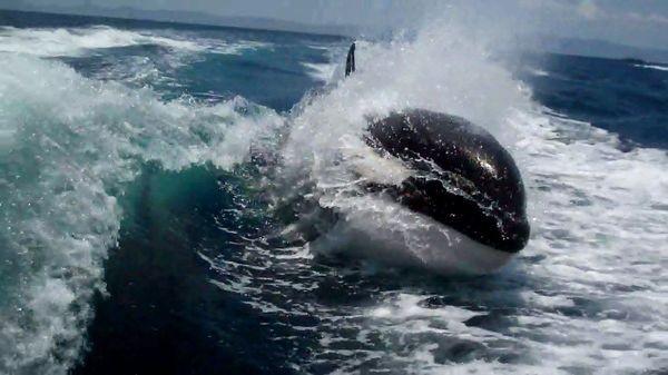 White Wolf : 'Whale' of a tale: Couple captures incredible video of ...
