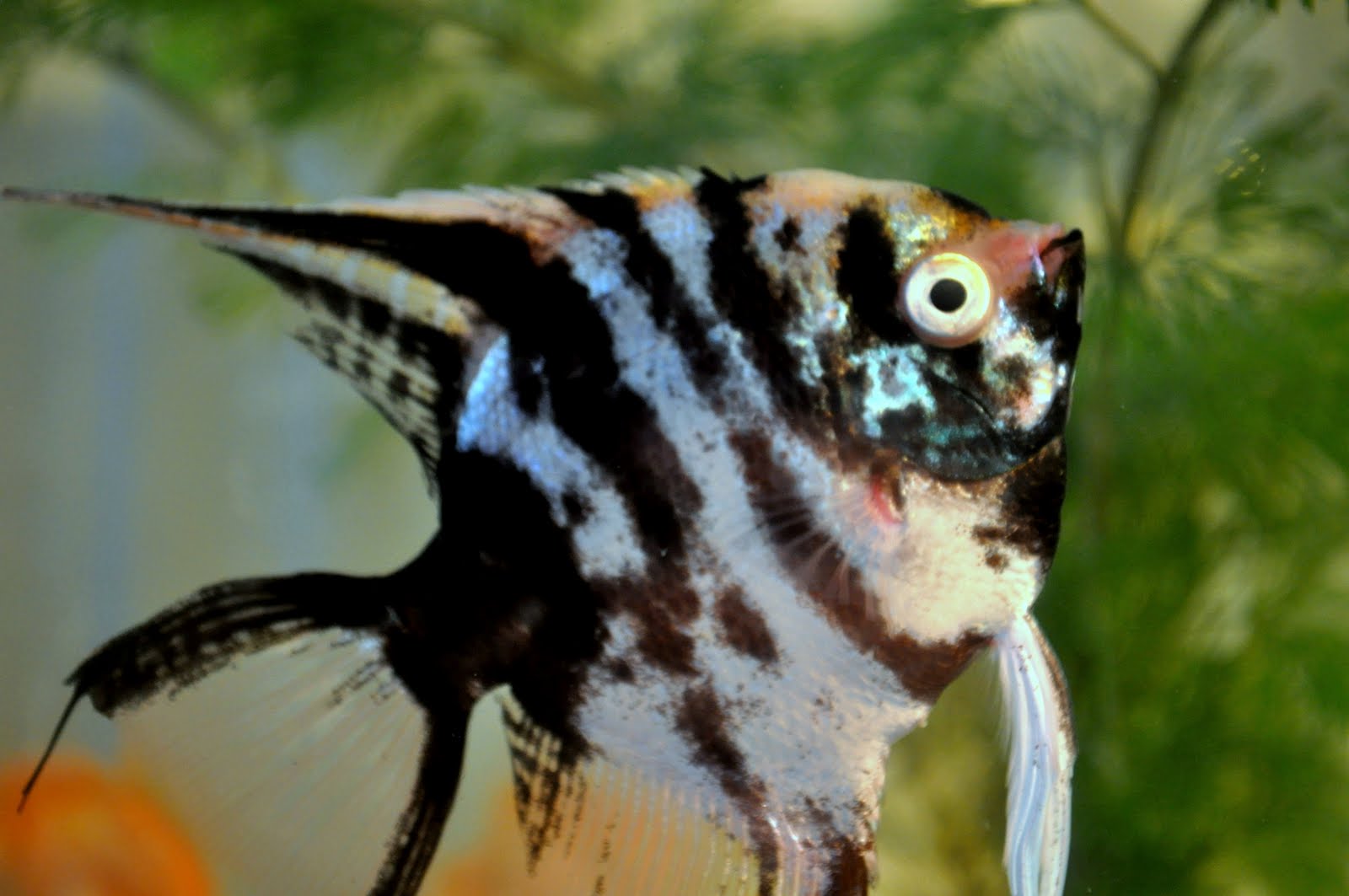 Scalare Fish Photography